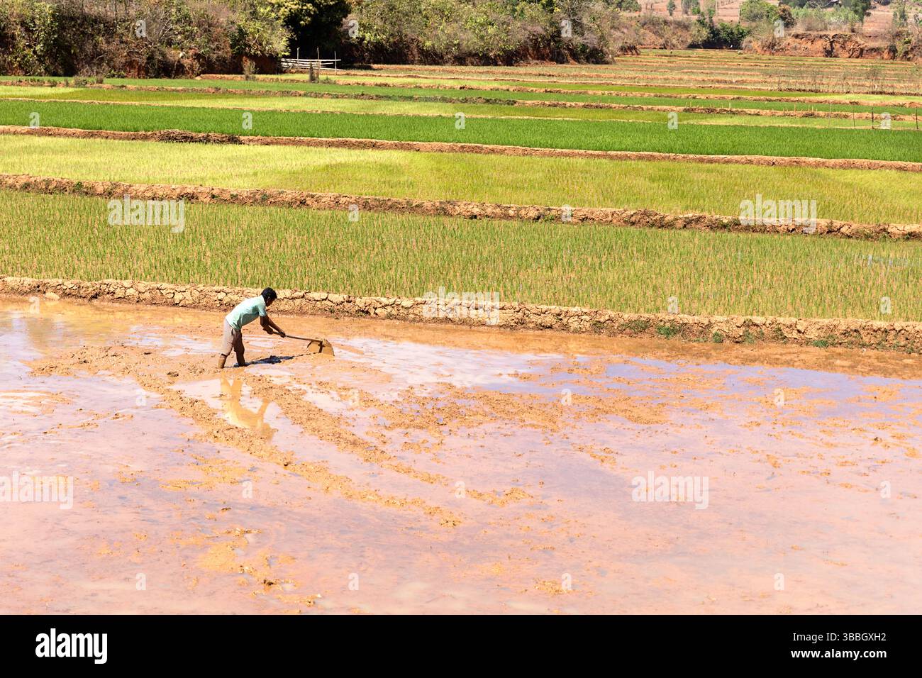 Man working on rice fields, planting rice on a rice field in remote ...