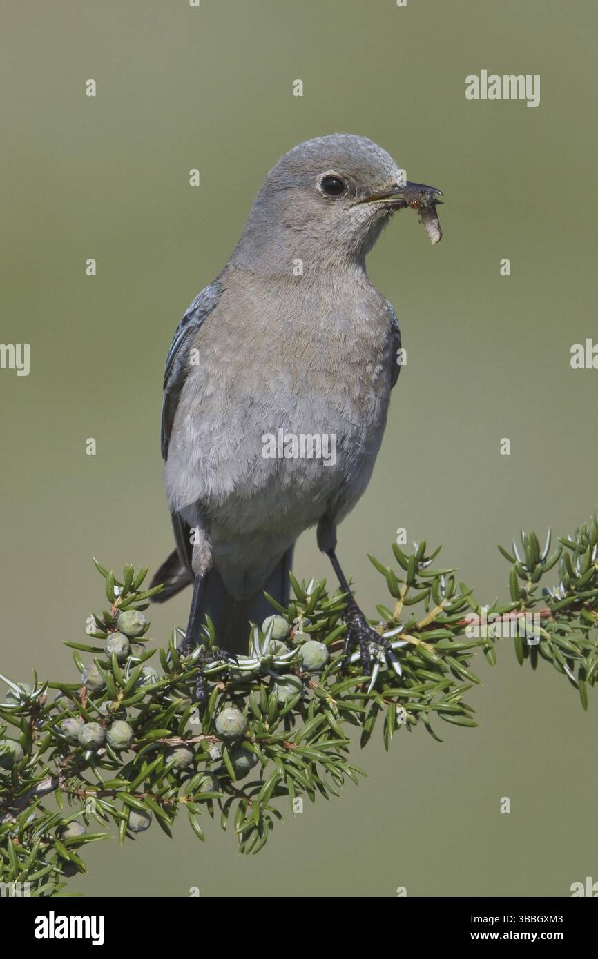 Mountain Bluebird (Sialia currucoides), Alberta, Canada, North America ...