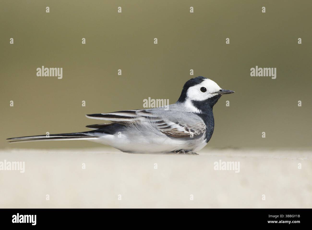 White Wagtail (Motacilla alba) male, Cyprus, Europe Stock Photo - Alamy