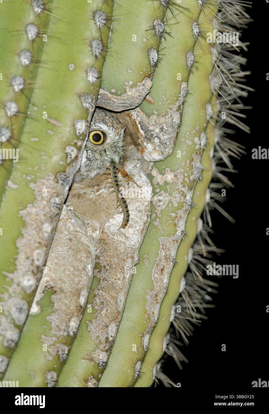 Elf owl hi-res stock photography and images - Alamy