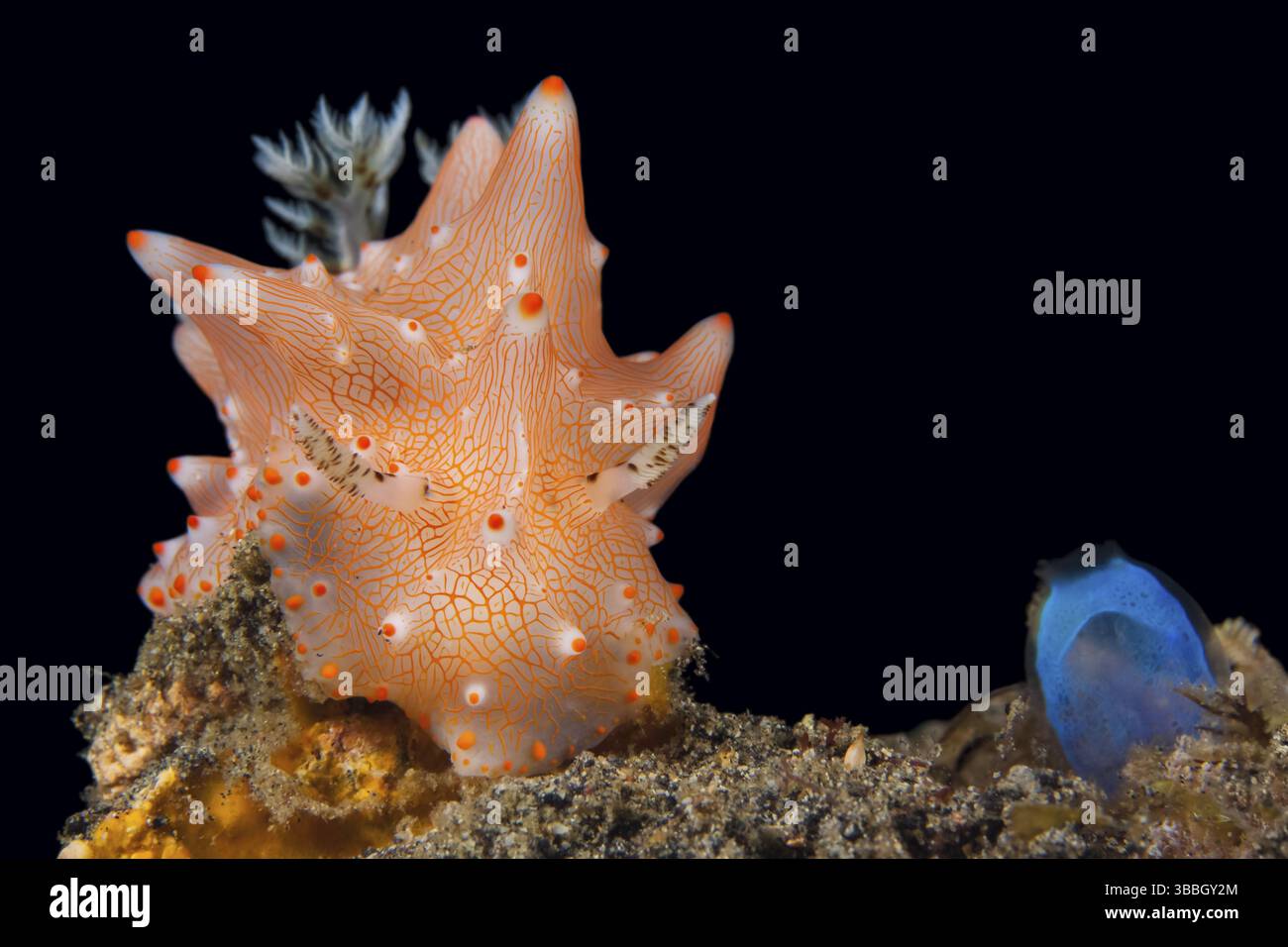 Batangas Hoeckerschnecke, Halgerda batangas Dorid Nudibranch, Halgerda ...