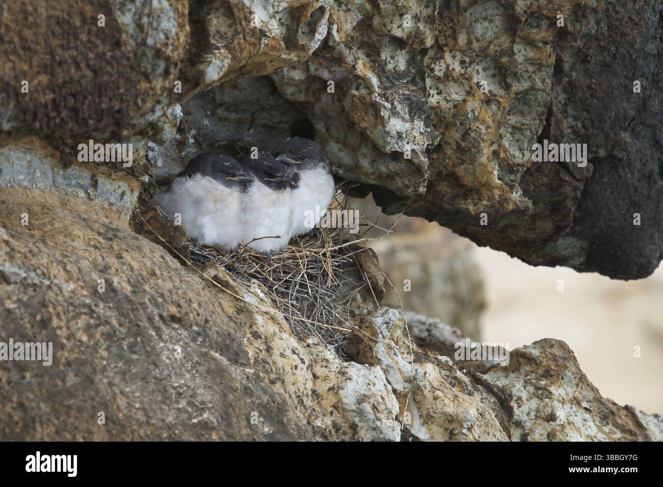 White-breasted Woodswallow (Artamus leucorynchus), Queensland ...