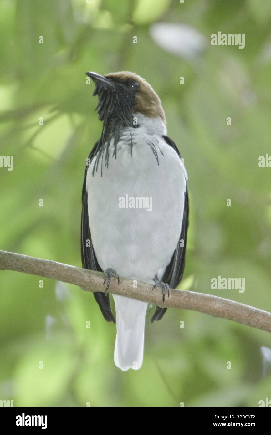 Bearded Bellbird (Procnias averano), Trinidad and Tobago, Central ...
