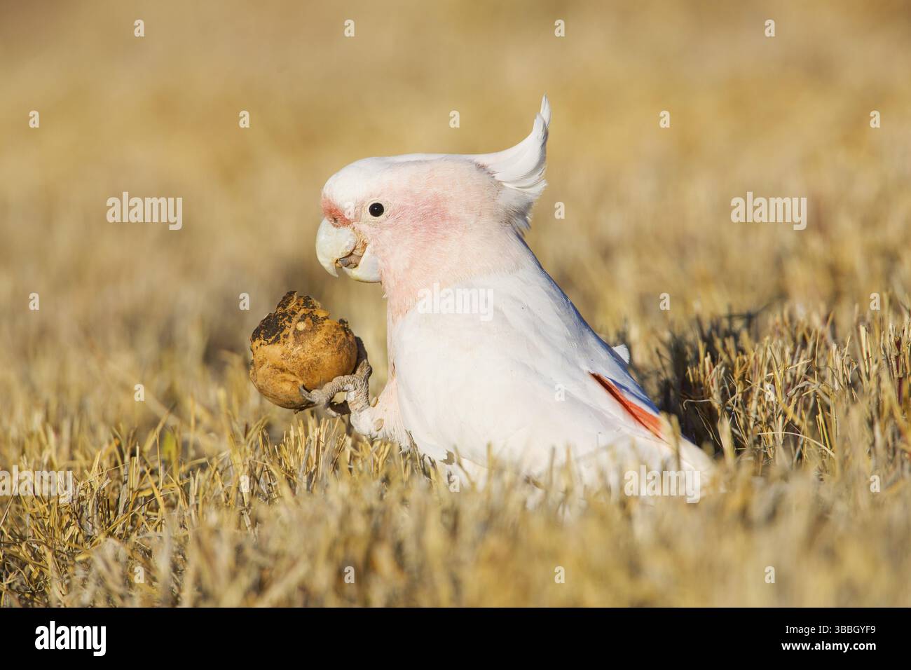 Major Mitchell's Cockatoo (Lophochroa leadbeateri) feeding on a Paddy ...