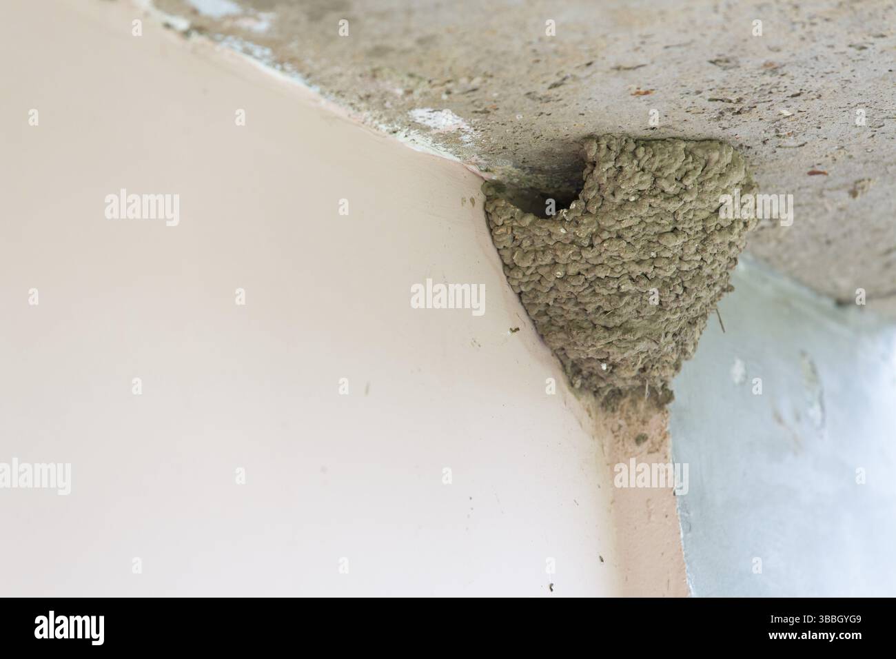 Mehlschwalbe, House Martin, Common House-Martin, Common House Martin ...