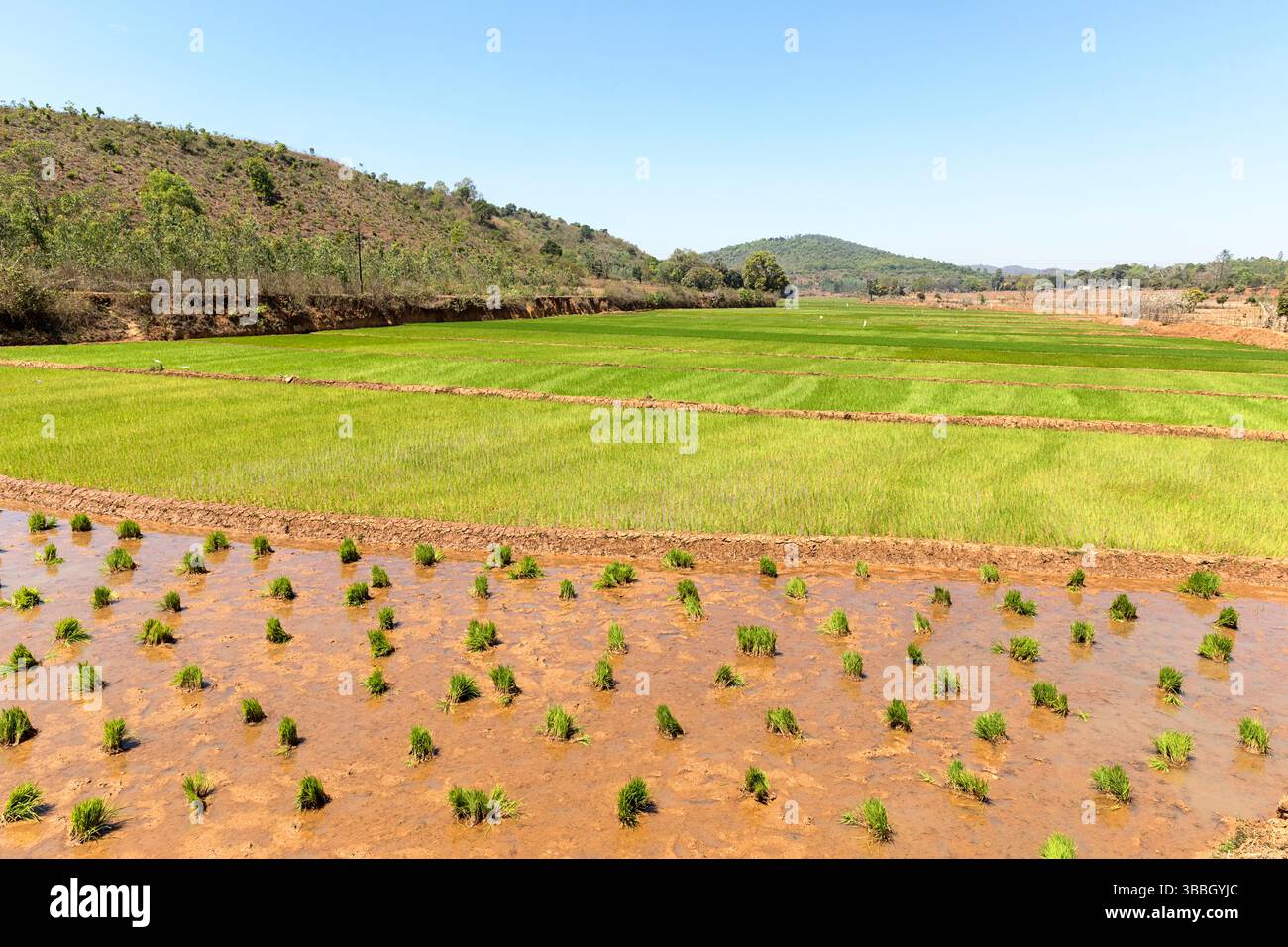 rice fields, planting rice on a rice field in remote part of orissa in ...