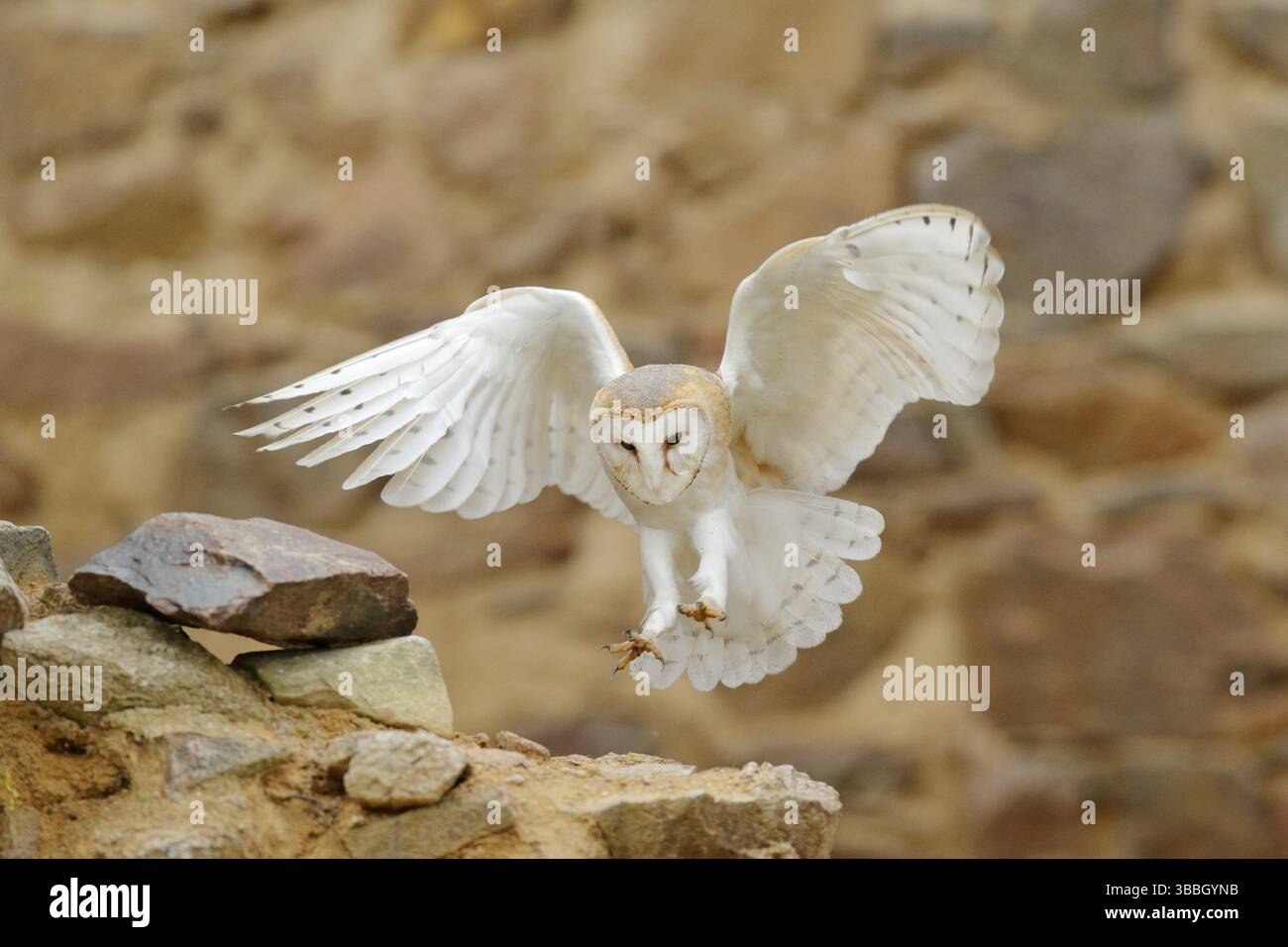 Barn owl, Tyto alba, with nice wings, landing on stone wall, light bird ...