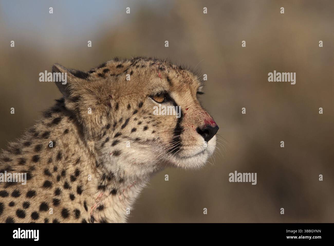 Cheetah (Acinonyx jubatus) female with bloody face after feeding ...