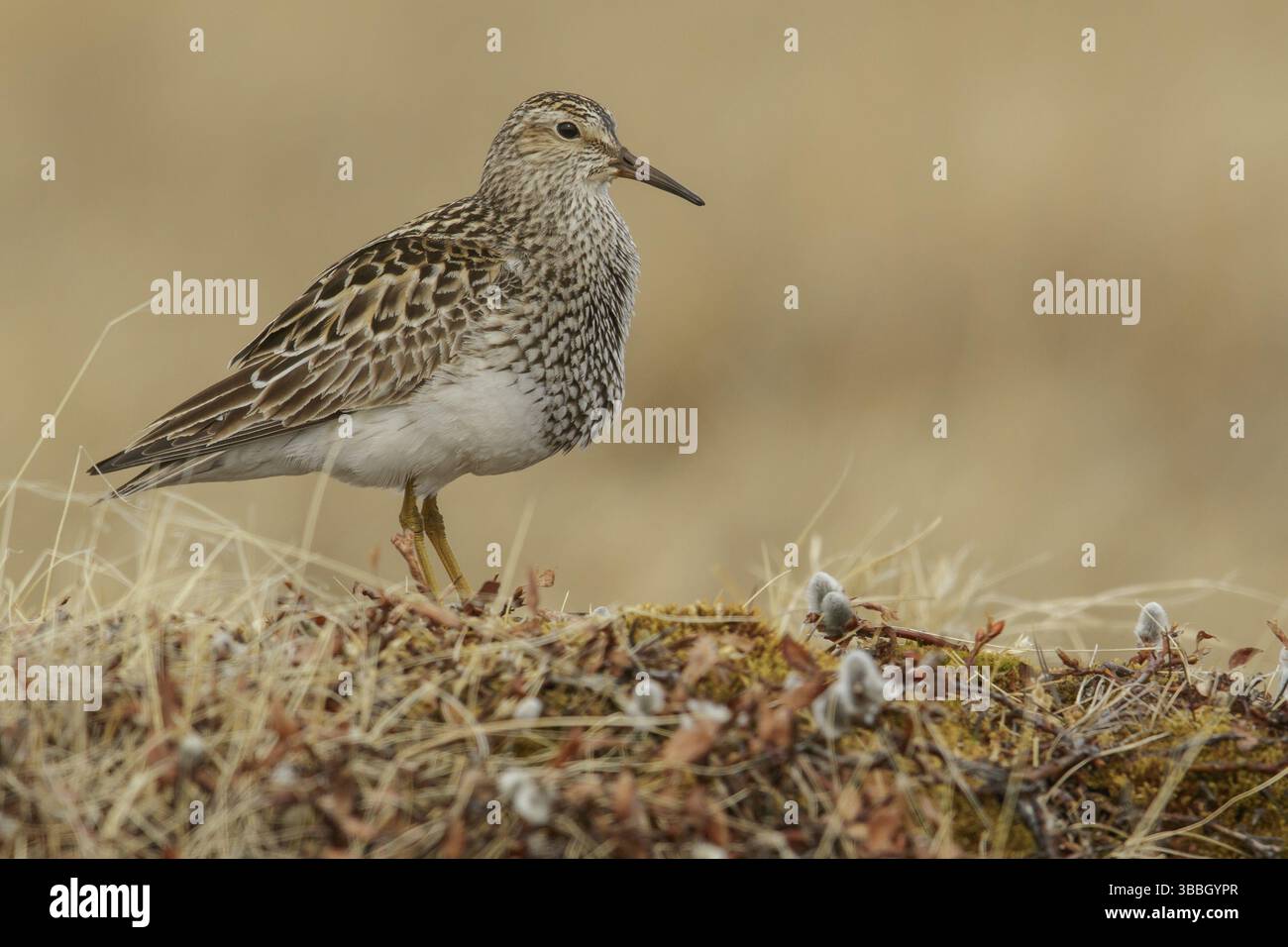 Pectoral Sandpiper (Calidris melanotos) on the tundra in Northern ...