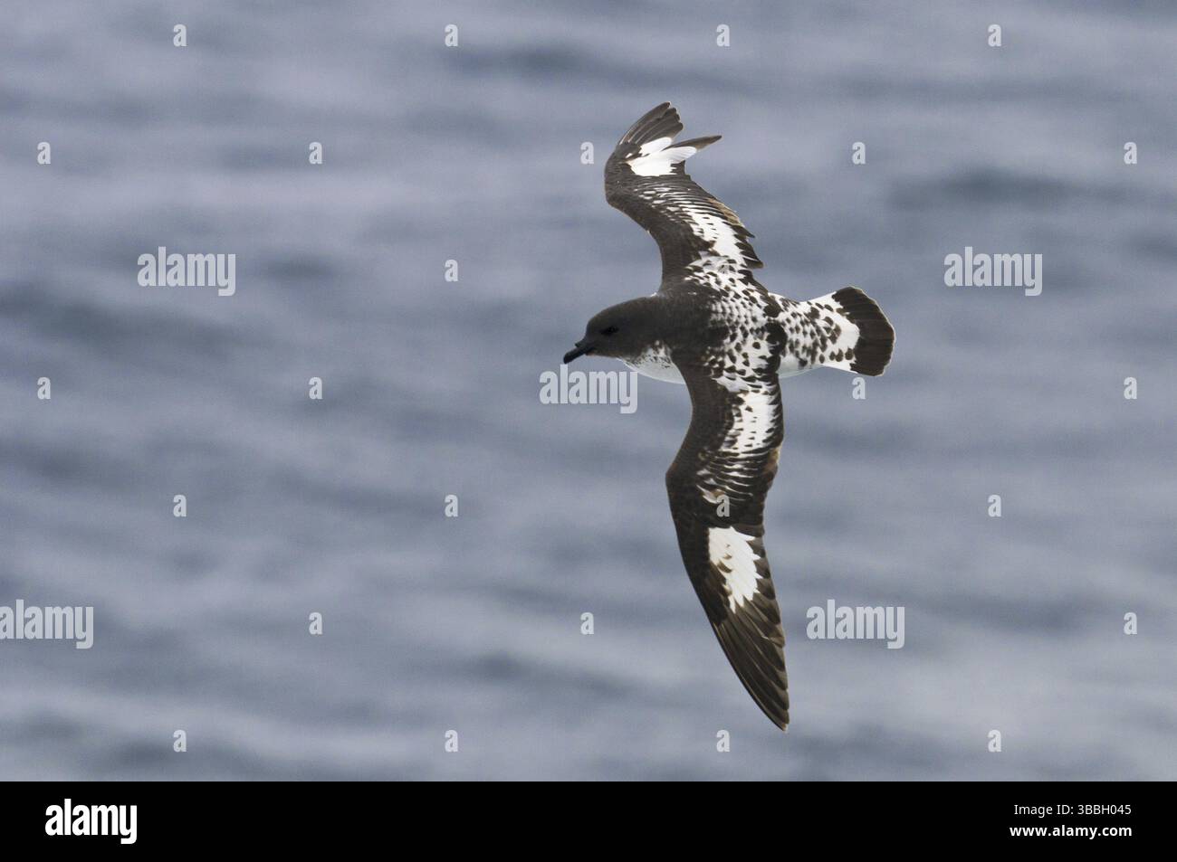 Cape Petrel (Daption capense) flying, Antarctica Stock Photo - Alamy