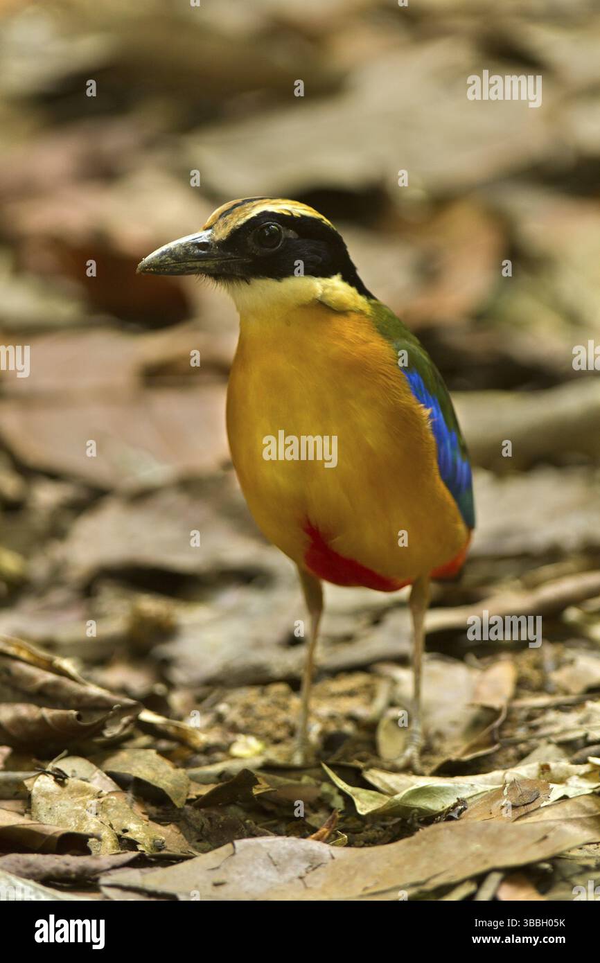 Blue-winged Pitta (Pitta moluccensis), Singapore, Asia Stock Photo - Alamy