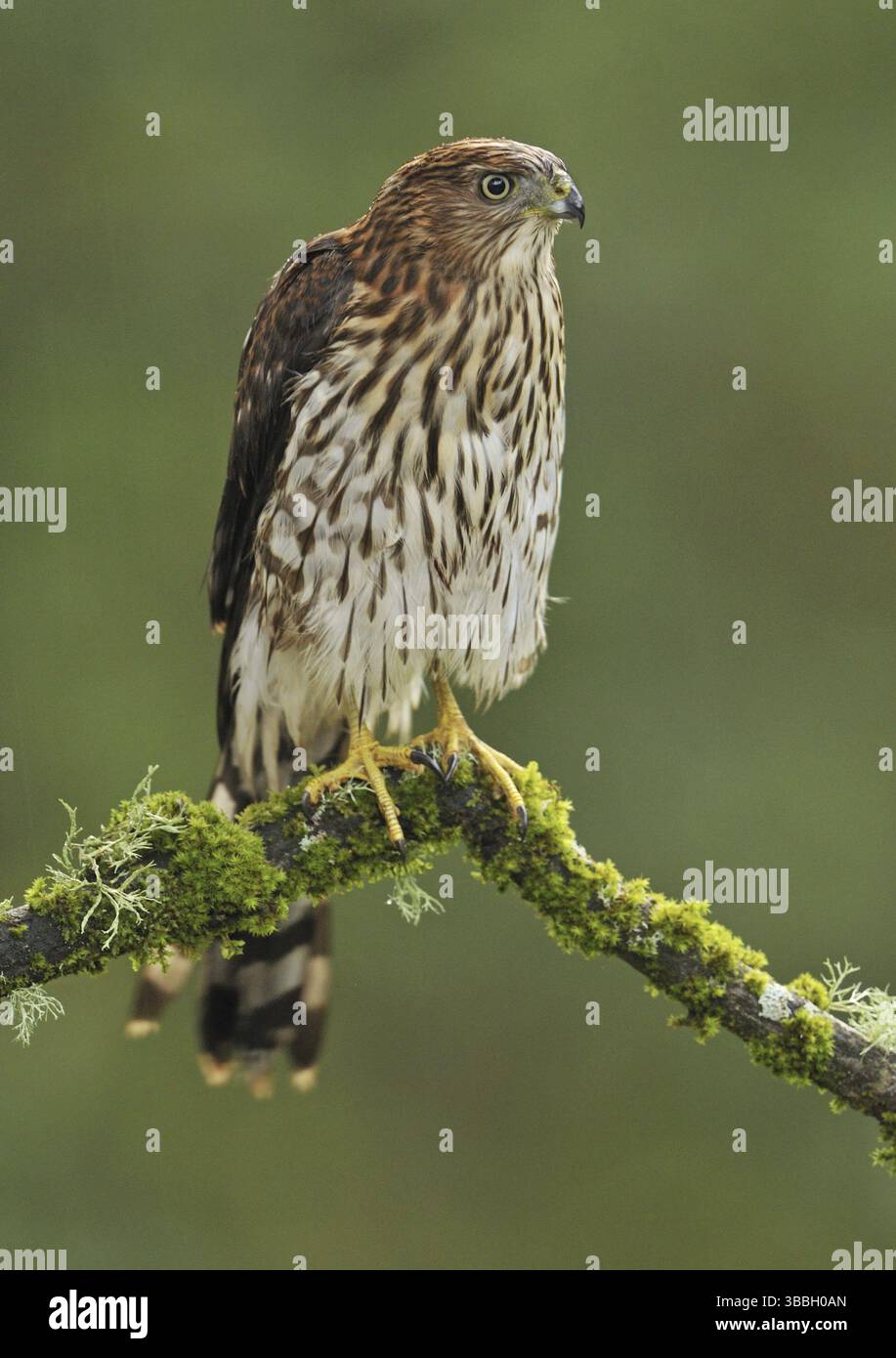 Sharp-shinned Hawk (Accipiter striatus), British Columbia, Canada ...