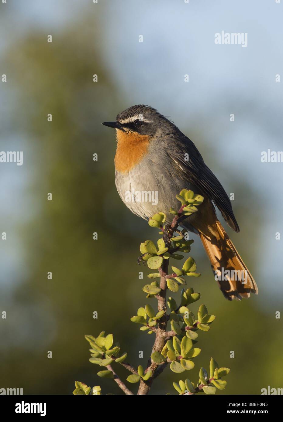Cape Robin-Chat (Cossypha caffra), Eastern Cape, South Africa, Africa ...