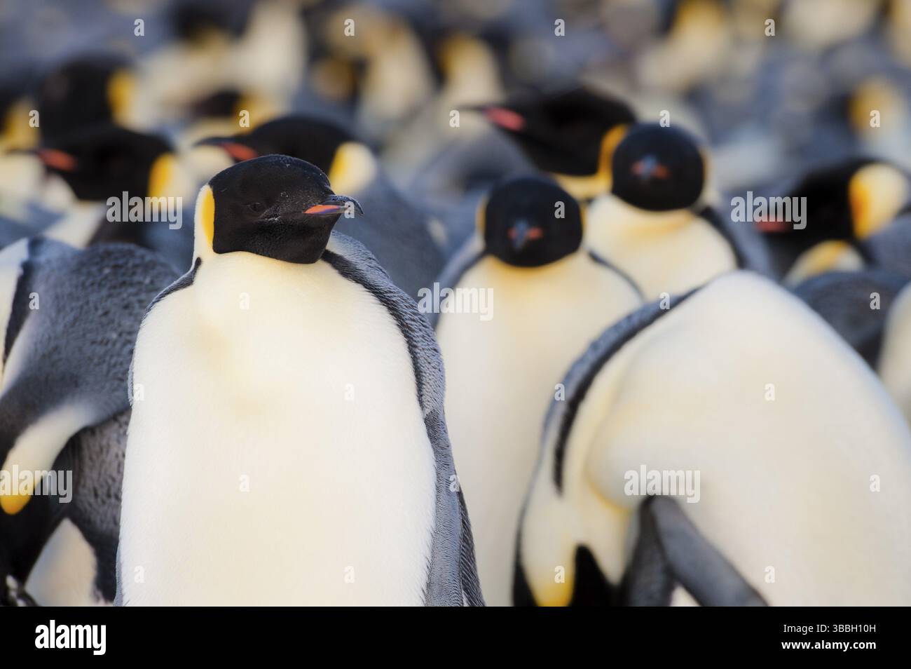 Emperor Penguin (Aptenodytes forsteri), Queen Maud Land, Antarctica ...