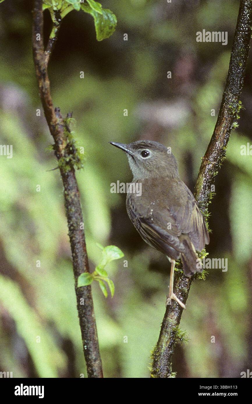 Thrush hawaii hi-res stock photography and images - Alamy
