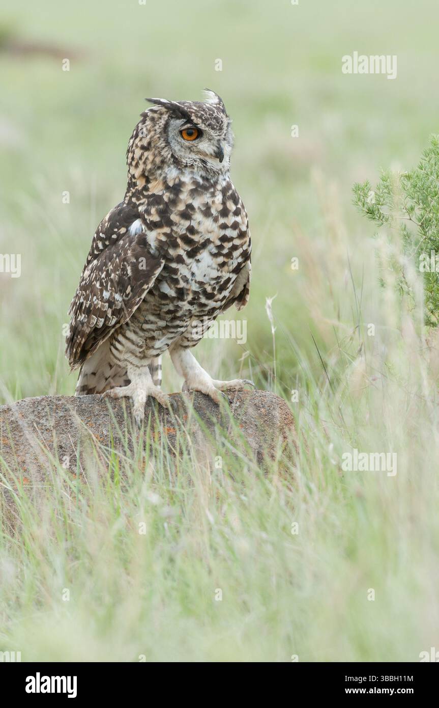 Cape Eagle-Owl (Bubo capensis) captive, Mpumalanga, South Africa ...
