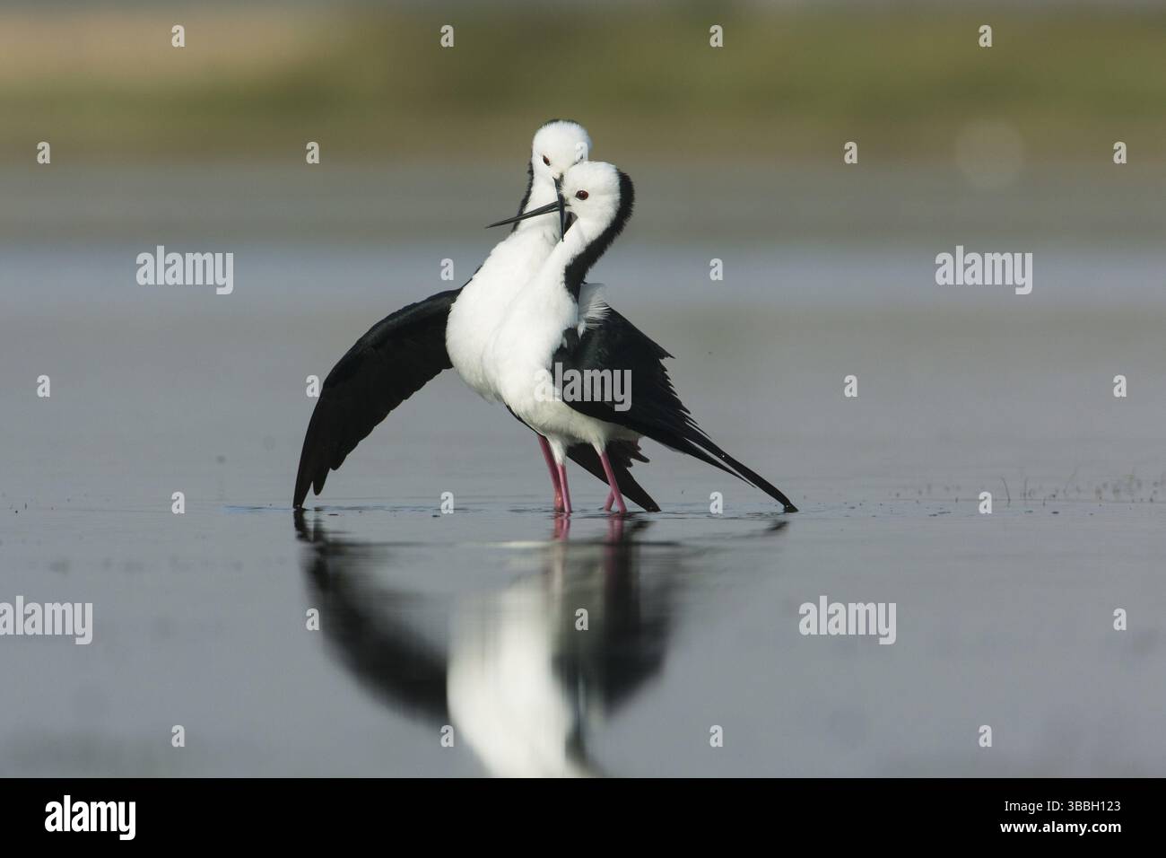 White-headed Stilt (Himantopus leucocephalus) pair displaying, Victoria ...