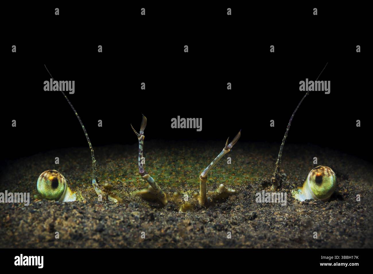 Grosse Pazifische Schwimmkrabbe, Portunus pelagicus Blue Swimmer Crab ...