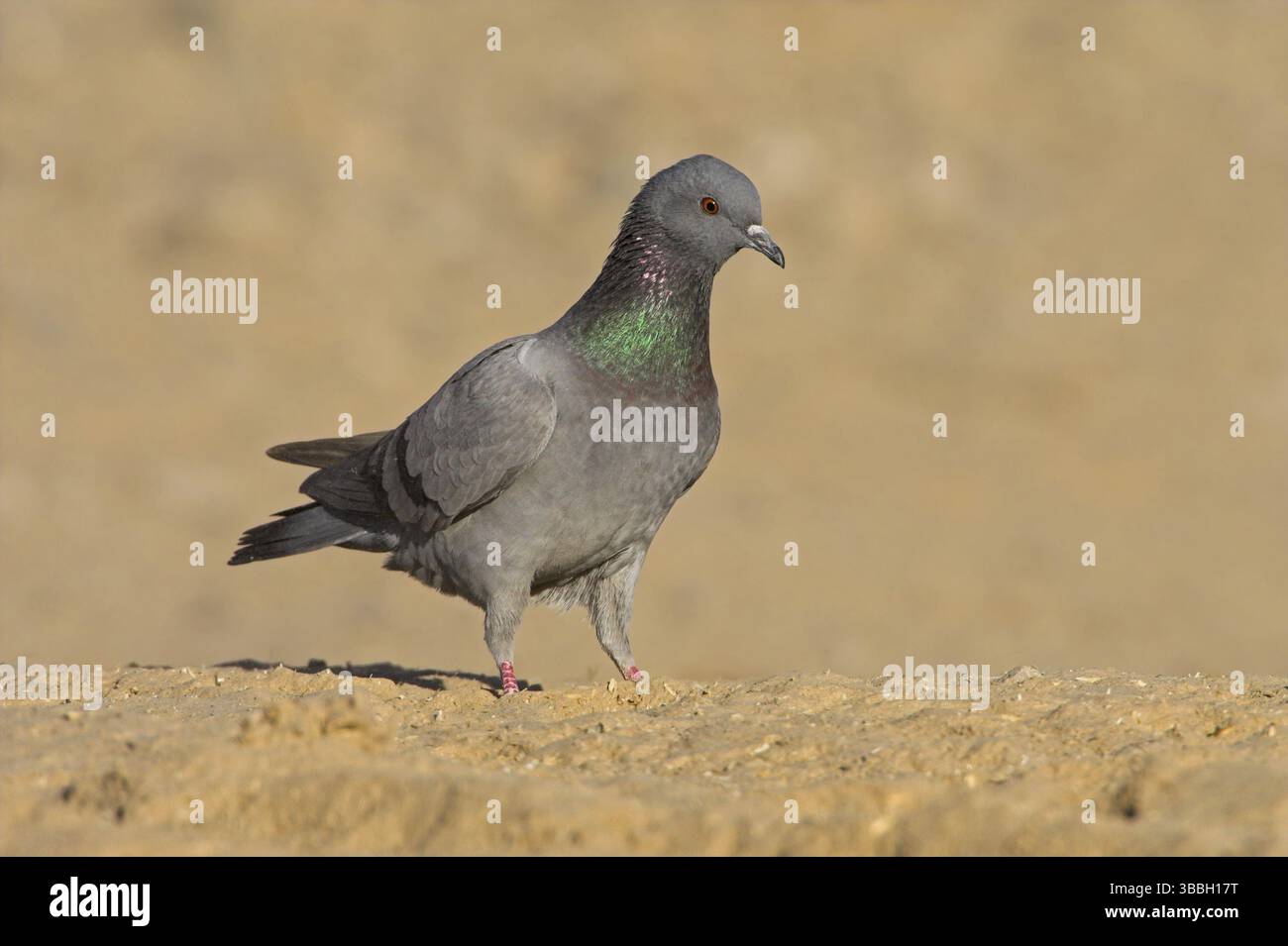 Rock Dove (Columba livia), Oman, Asia Stock Photo - Alamy