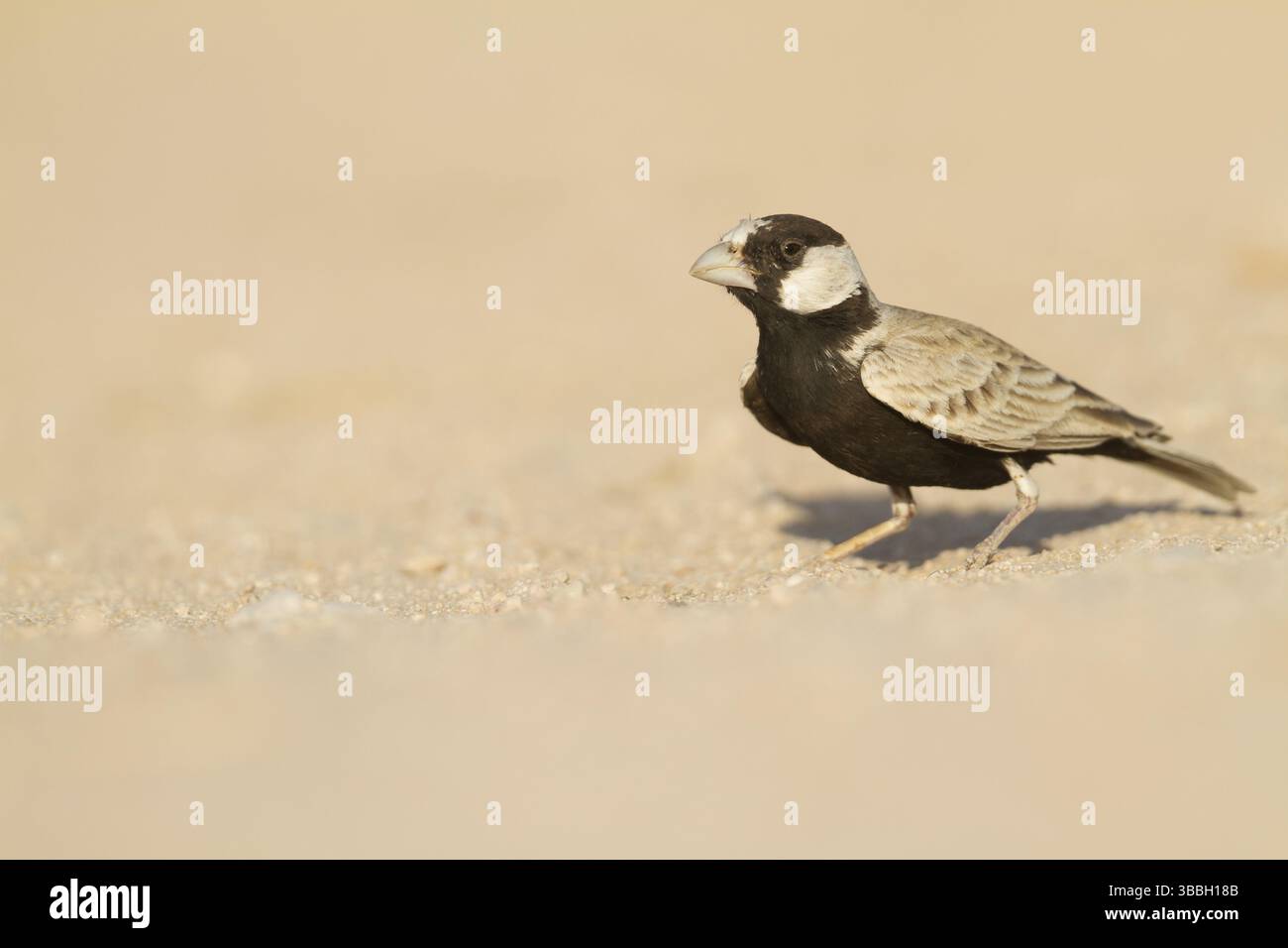 White-crowned Sparrowlark - Weissstirnlerche - Eremopterix nigriceps ...