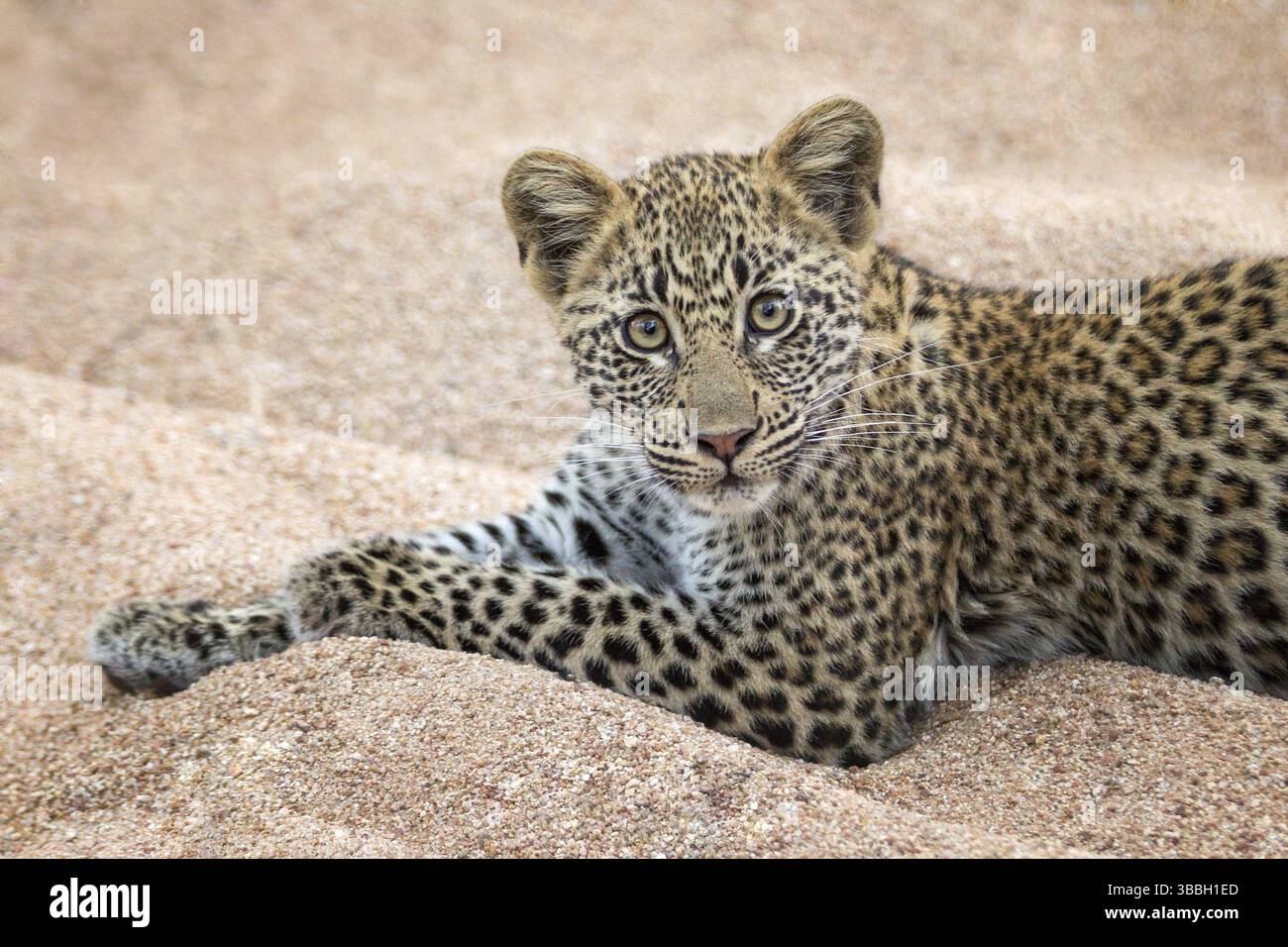 Leopard (Panthera pardus) immature lying in sand dunes, Sabi Sands ...