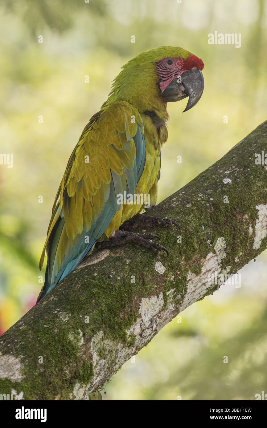 Great Green Macaw (Ara ambiguus), Costa Rica, Central America Stock ...
