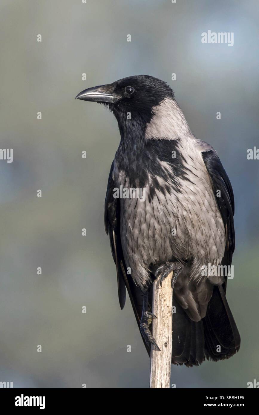 Corvid awareness hi-res stock photography and images - Alamy