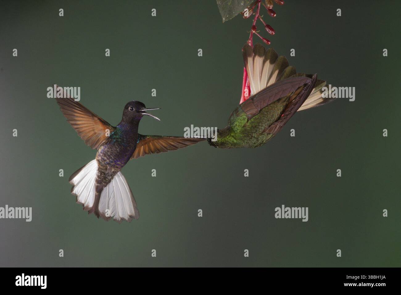 A Velvet-purple Coronet (left) and a Buff-tailed Coronet fight over a ...