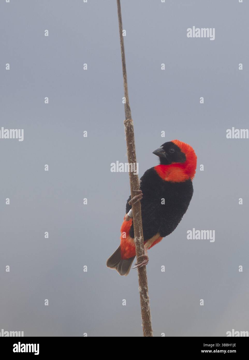 Southern Red Bishop (Euplectes orix) male, Western Cape, South Africa ...