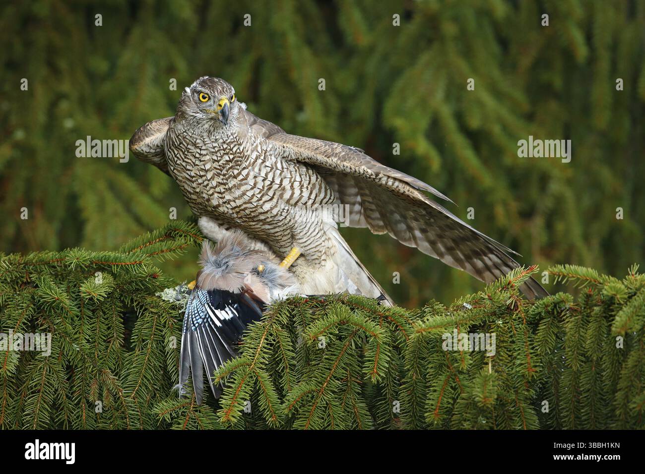 Bird behaviour. Bird of prey Goshawk kill jay on green spruce tree ...