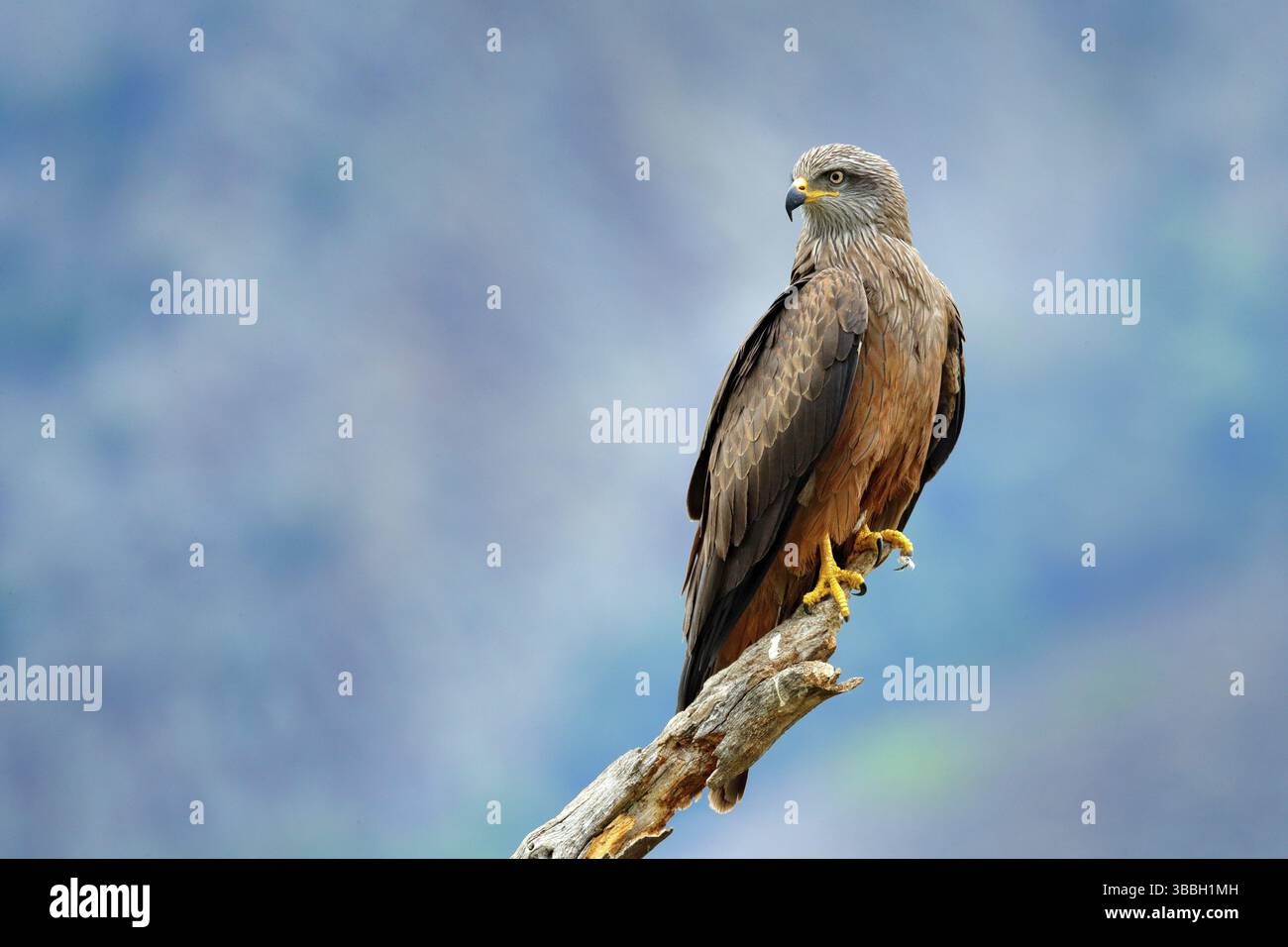 Black Kite, Milvus migrans, brown bird of prey sitting larch tree ...
