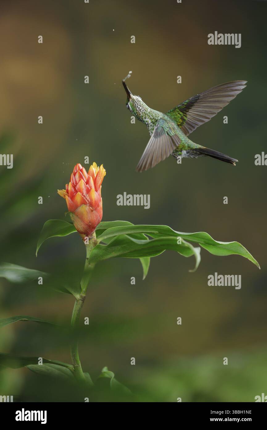 This is one of my favorite hummingbird photos that I have in my ...