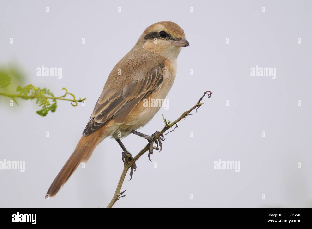 Red-tailed Shrike (Lanius phoenicuroides), India, Asia Stock Photo - Alamy