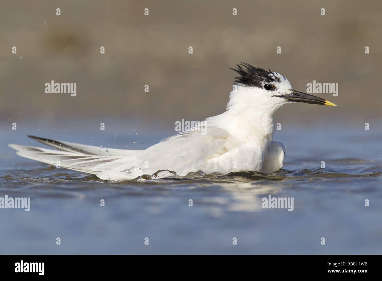 Sandwich Tern (Thalasseus sandvicensis) bathing, Florida, USA, North ...