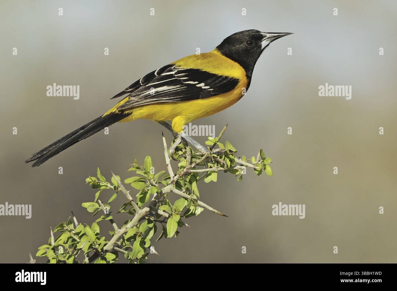 Audubon's Oriole (Icterus graduacauda), Texas, USA, North America Stock ...