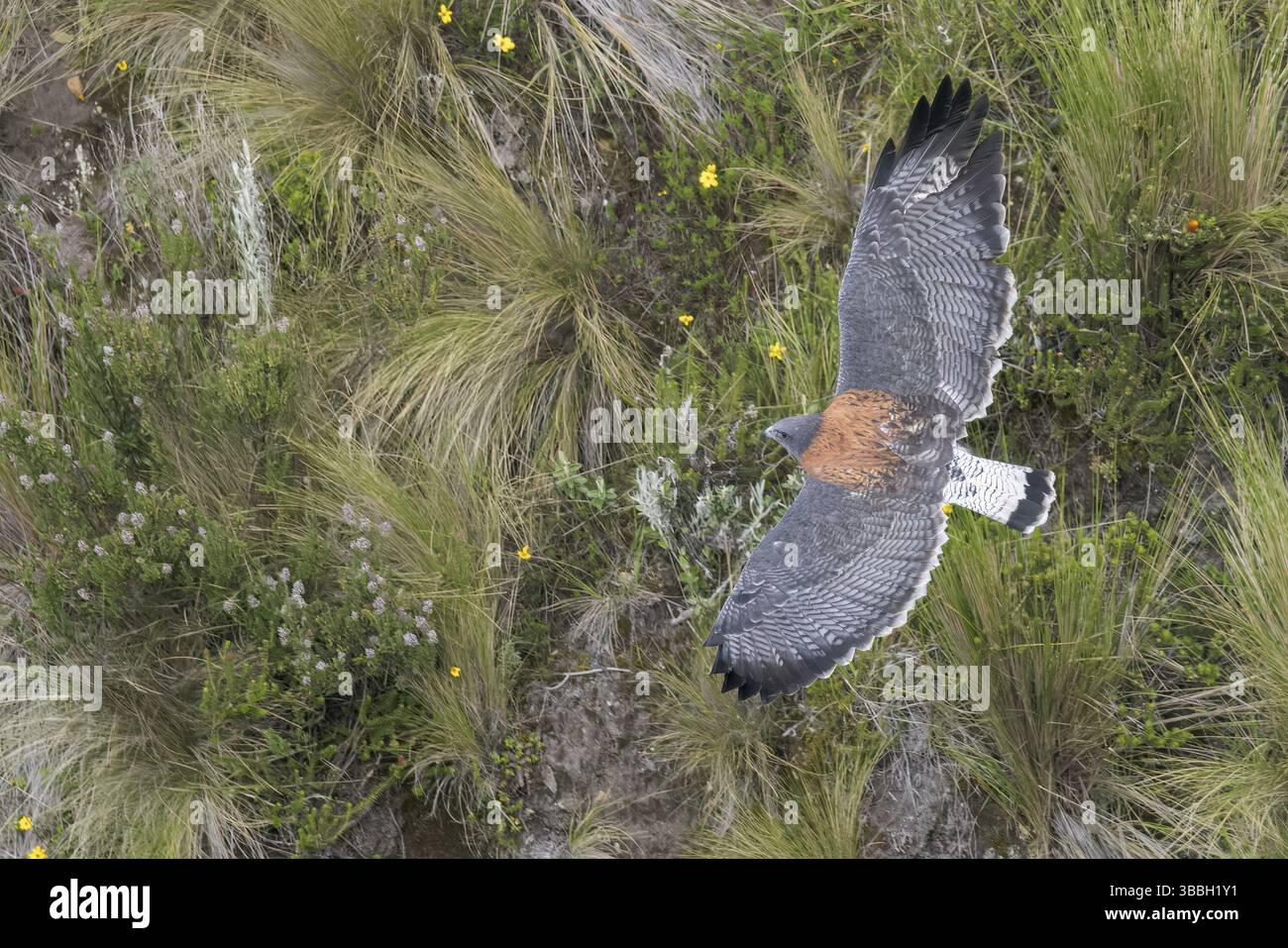 Variable Hawk (Buteo polyosoma) flying in the Andes Mountains in ...