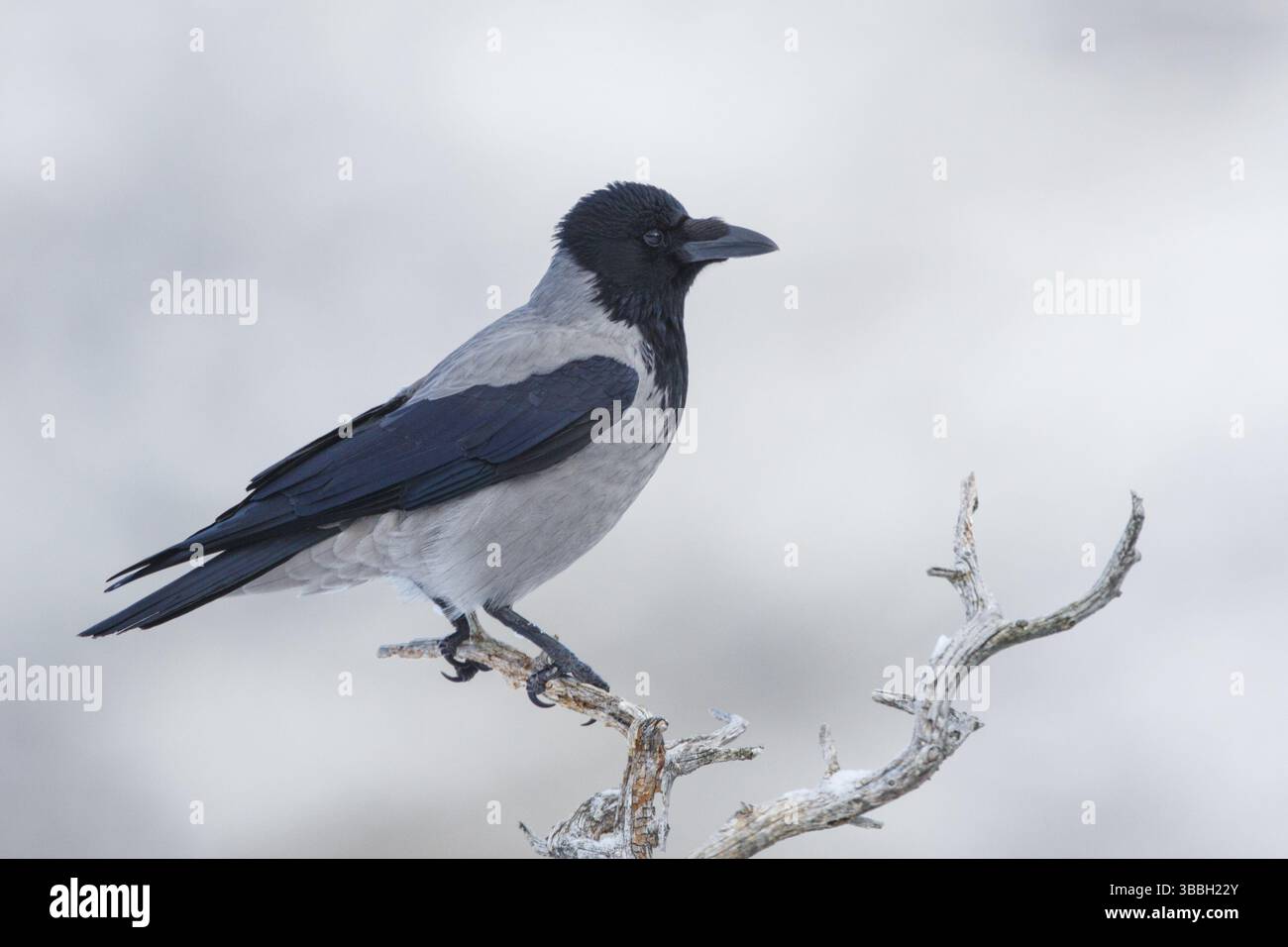 Hooded Crow (Corvus cornix), Norway, Europe Stock Photo - Alamy