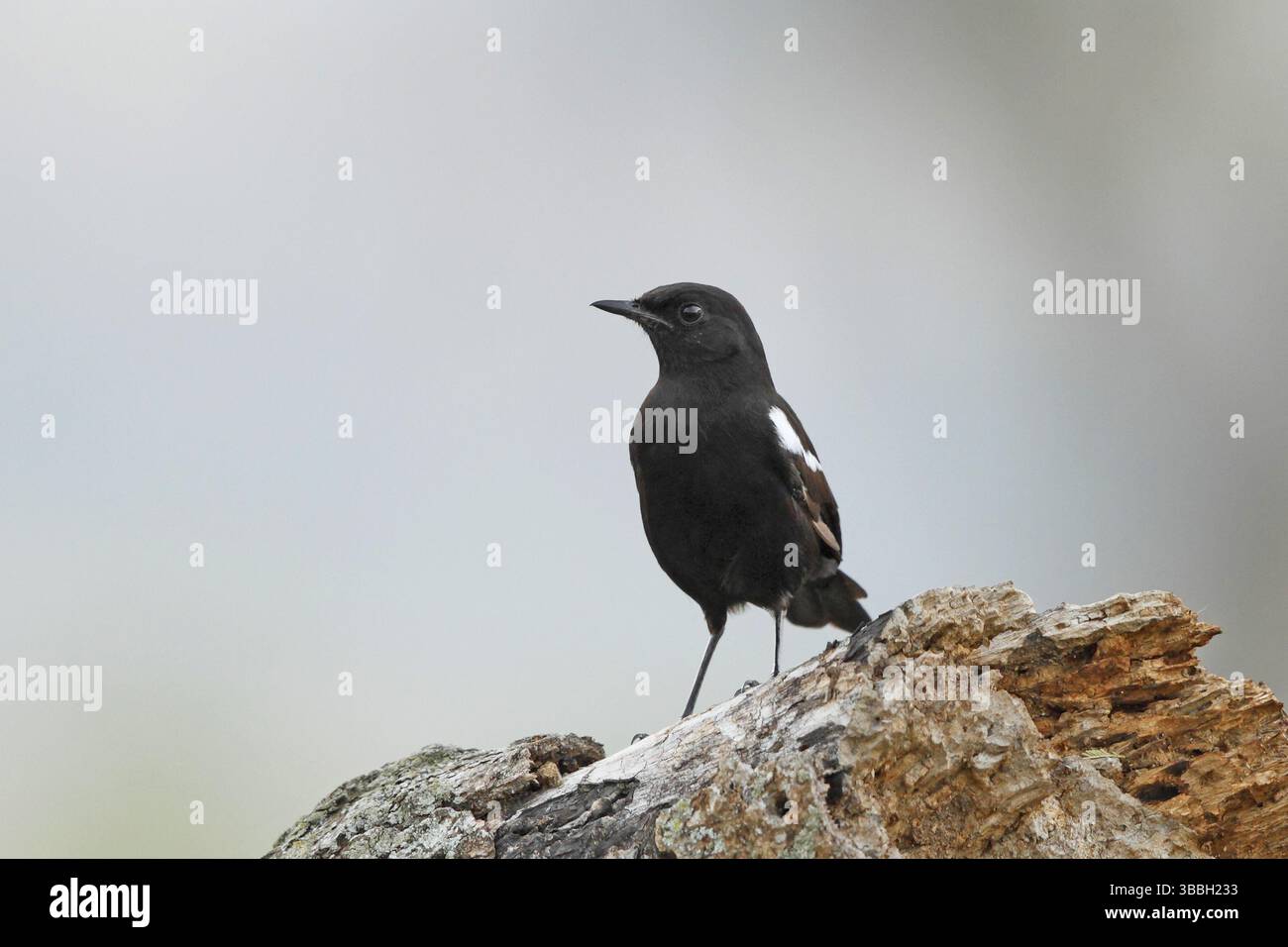 Sooty Chat, Myrmecocichla nigra, Kenya, Masai Mara, Africa Stock Photo ...