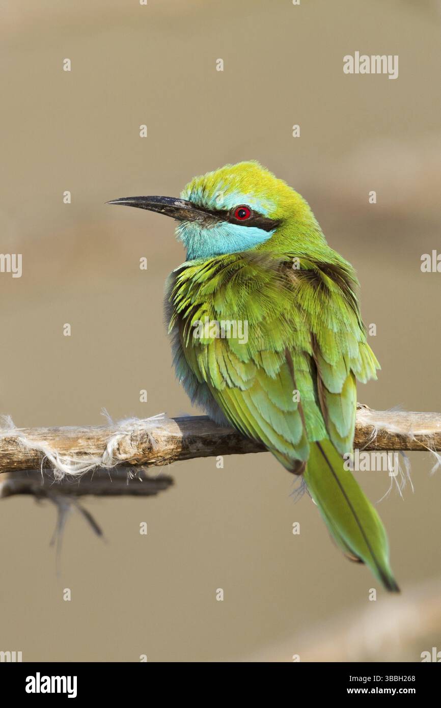 Green Bee-eater (Merops orientalis), Oman, Asia Stock Photo - Alamy