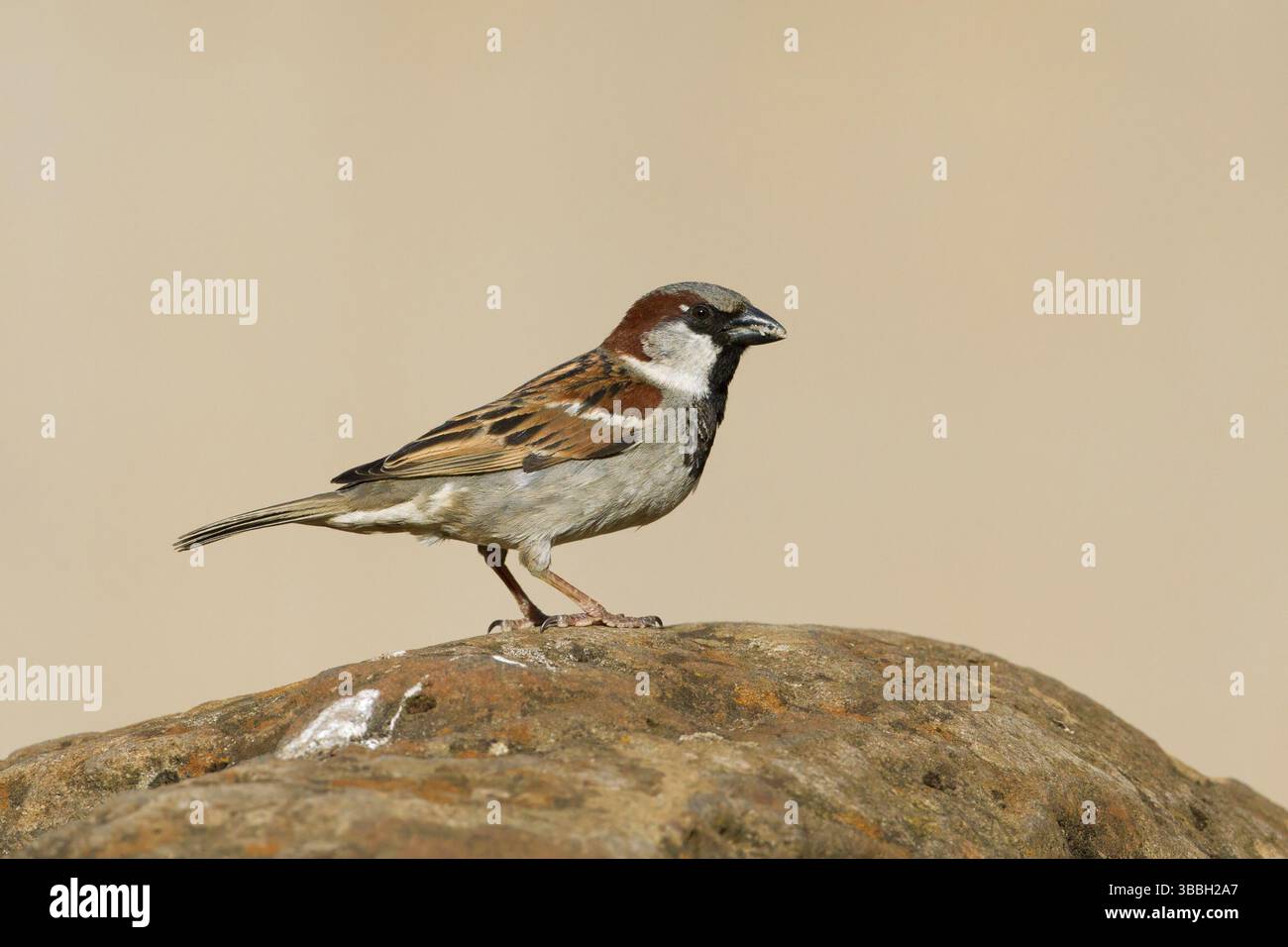 House Sparrow (Passer domesticus) male, Victoria, Australia, Oceania ...