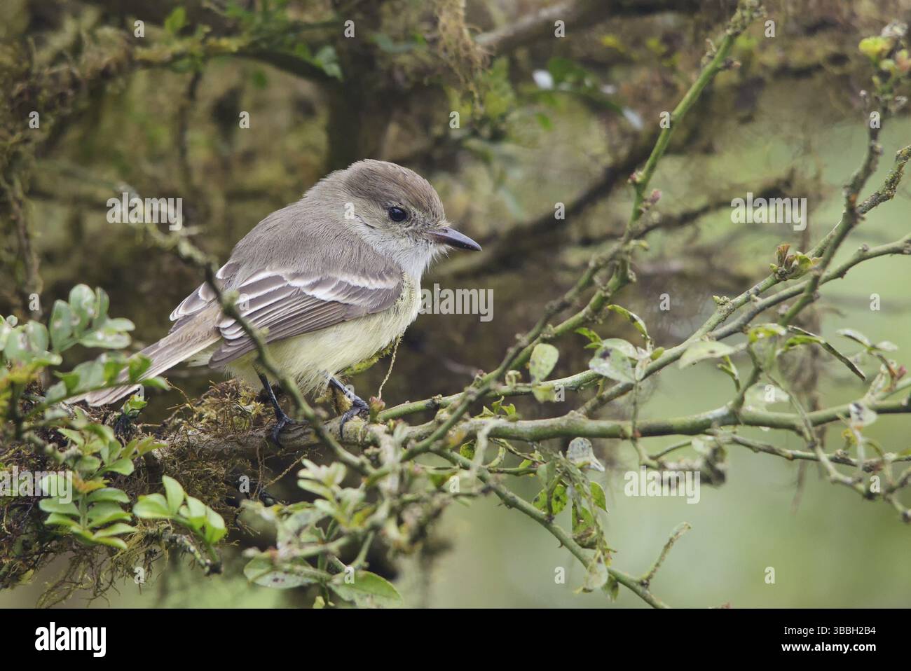 Galapagos Flycatcher (Myiarchus magnirostris), Galapagos, Ecuador ...