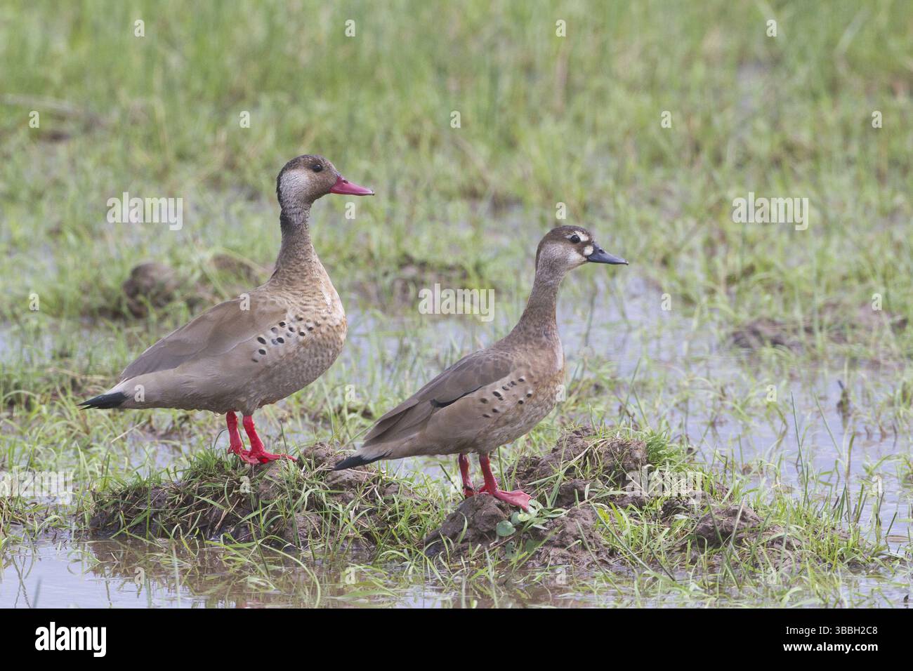 Brazilian Teal (Amazonetta brasiliensis) pair, Corrientes, Argentina ...