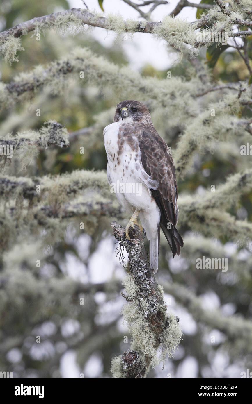 Hawaiian Hawk, 'Io, endangered Stock Photo - Alamy