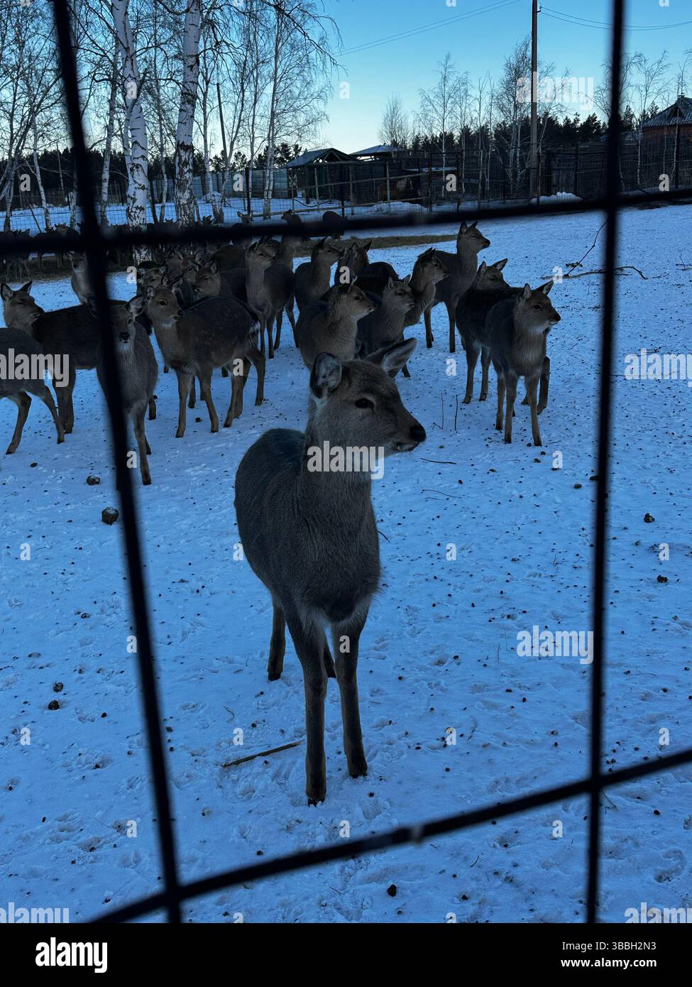 Visiting the farm of deer in North Kazakhstan Stock Photo - Alamy