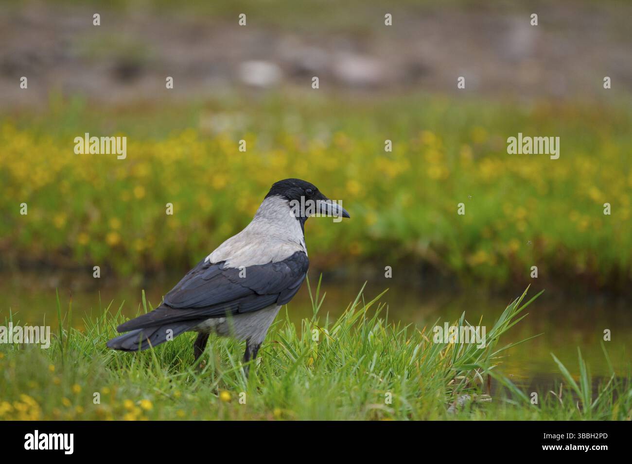 Hooded Crow (Corvus cornix), Greece, Europe Stock Photo - Alamy