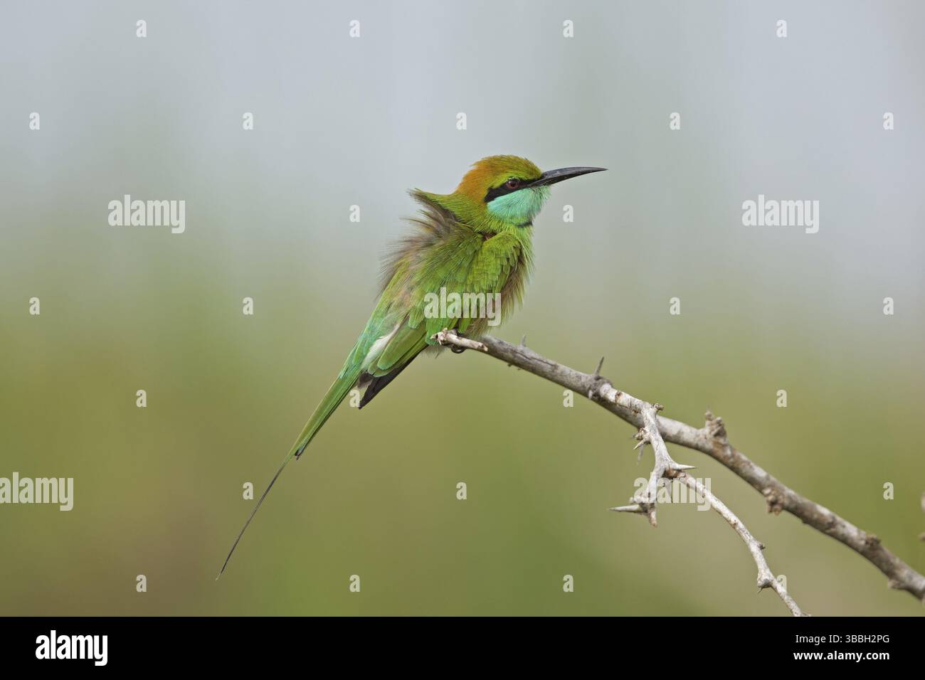 Green Bee-eater (Merops orientalis), Sri Lanka, Asia Stock Photo - Alamy