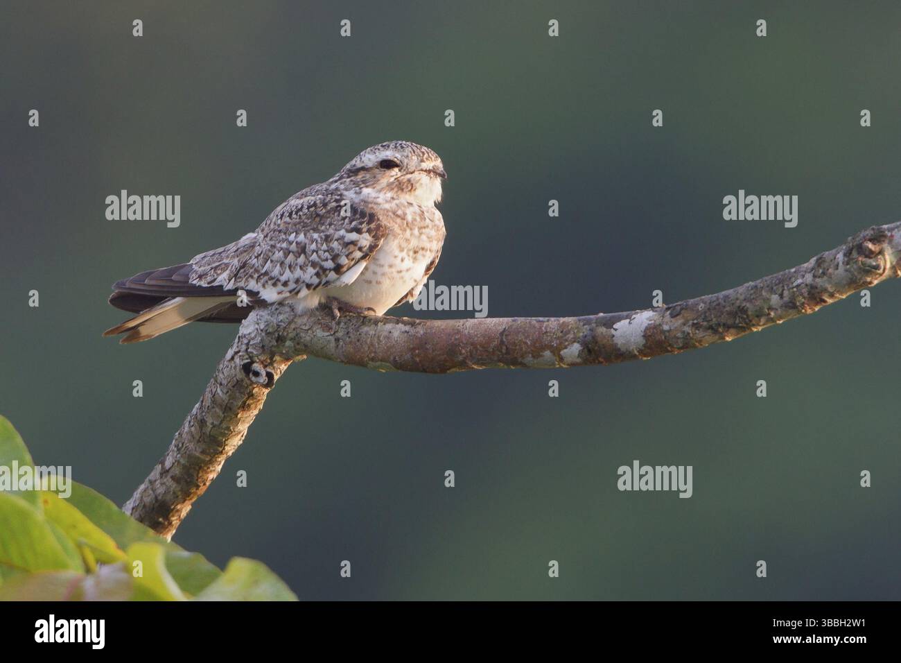 Sand-colored Nighthawk (Chordeiles rupestris) perched on a branch in ...