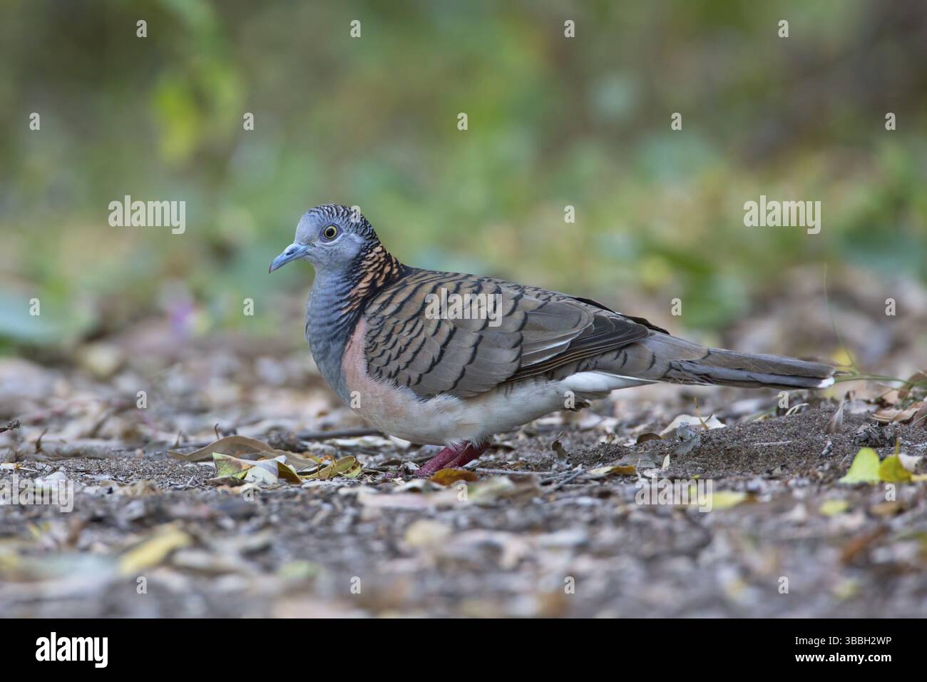 Bar-shouldered Dove (Geopelia humeralis), Queensland, Australia ...