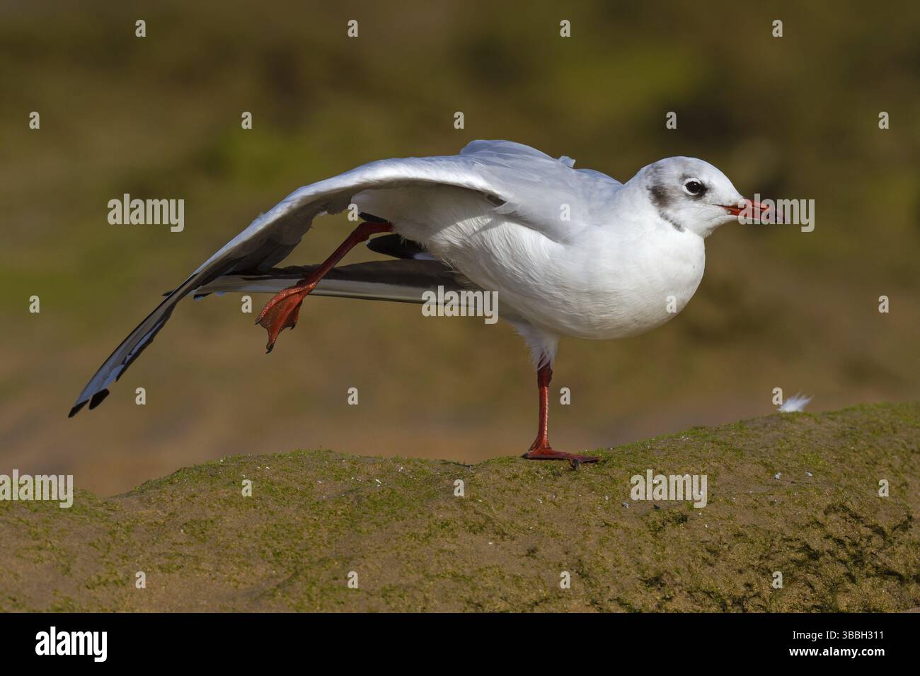 Black-headed Gull (Chroicocephalus ridibundus) stretching wing and leg ...