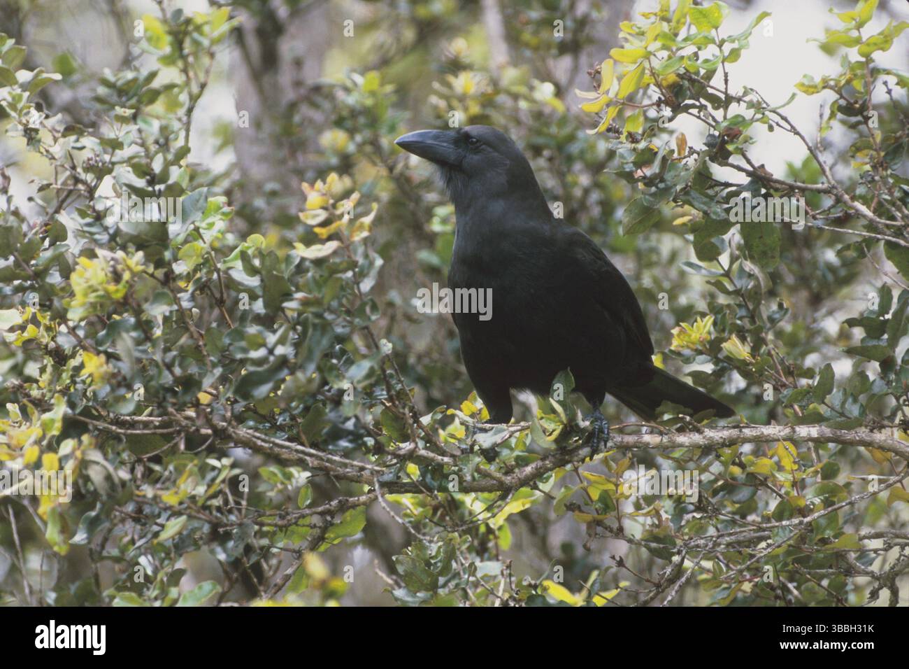 Hawaiian Crow, Alala, Corvus hawaiiensis, endangered Stock Photo - Alamy
